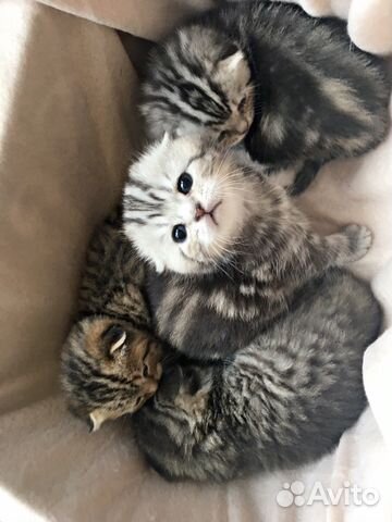 Шотландские вислоухие котята