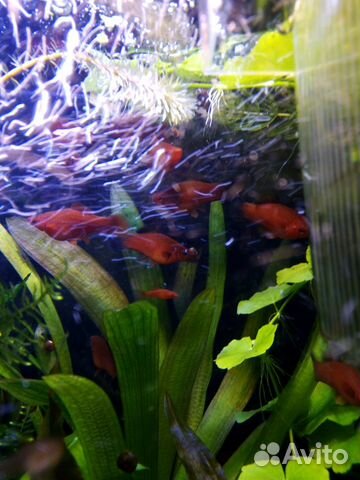 Гуппи, меченосцы в ассортименте