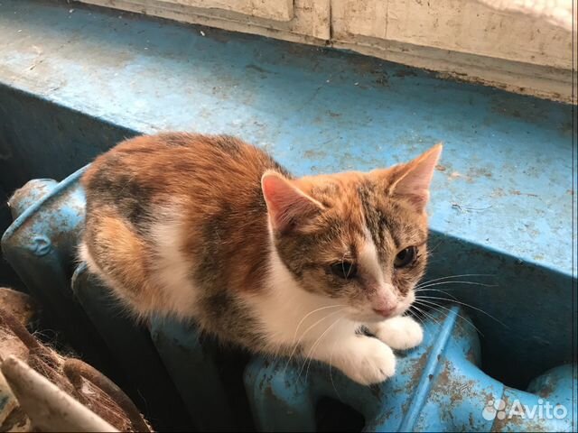 Маленькая Мурочка ищет хозяина