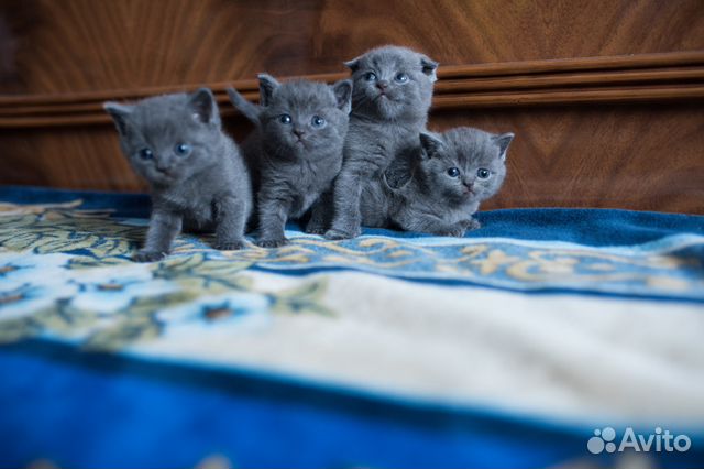 Чистопородные шотландские котята