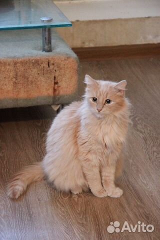 Сибирский кот Матвей