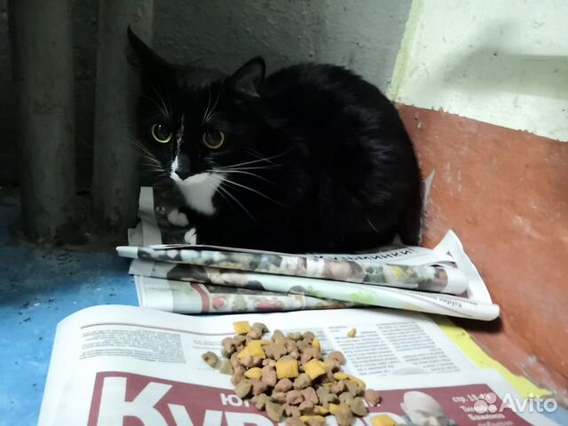 Предатели выставили котика в подъезд