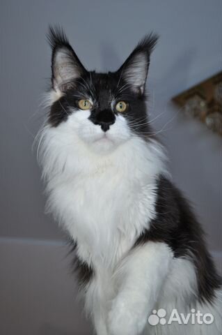 Котята мейн-кун, полидакты (девочки и мальчики)