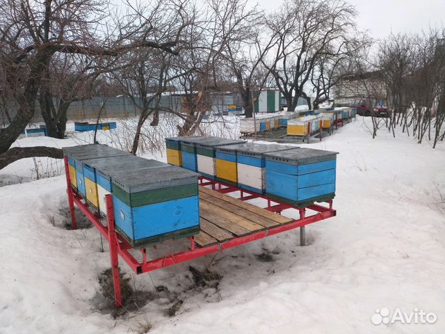 Пчелосемьи