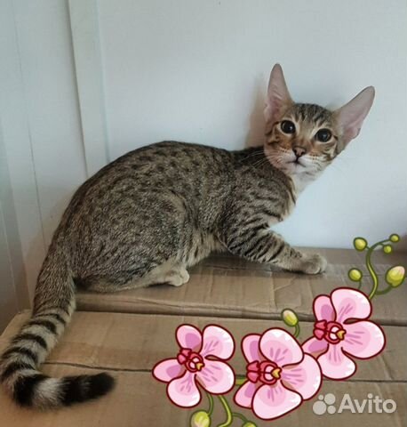 Котята саванны