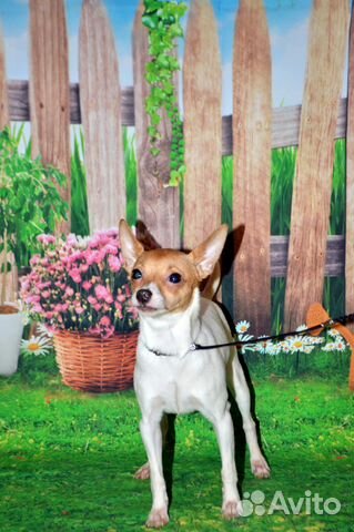 Девочка-подросток той-фокстерьера