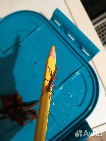 Палочники филиппинские