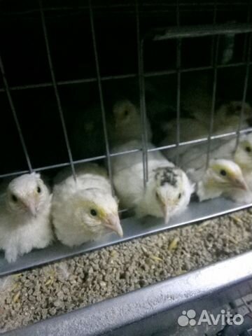 Месячные перепела