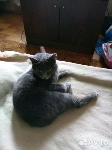 Полубританка