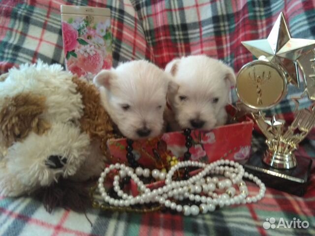 Белоснежные комочки