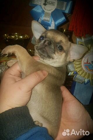 Лубимчики чишки девченки и мальчишки