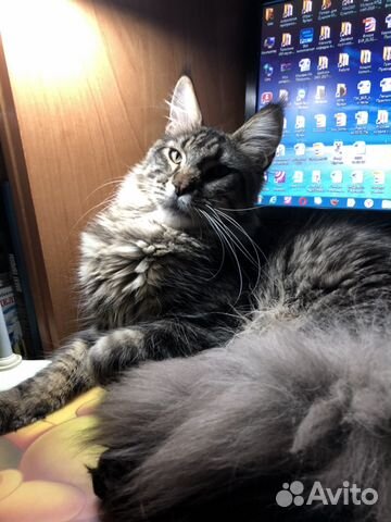 Мейнкун большой котёнок друг