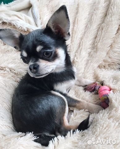 Подрощенная чишечка голубого с подпалом окраса