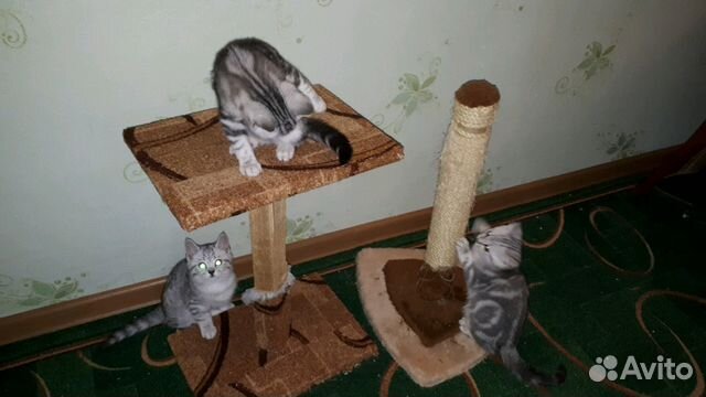 Котята