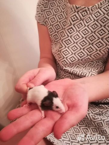 Бамбуковые мышки