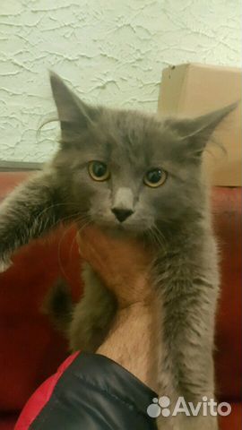 Серенький котёнок, бесплатно