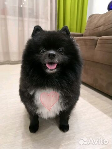 Немецкий малый шпиц вязка