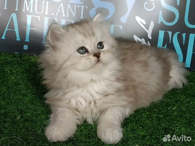 Британский длинношерстный кот