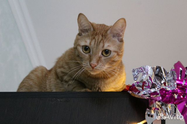 Рысик любимый котик рыжий в добрые руки из-за алле