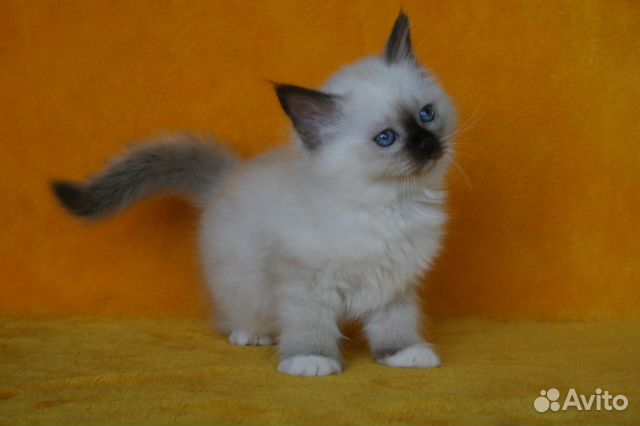 Котенок породы Священная Бирма