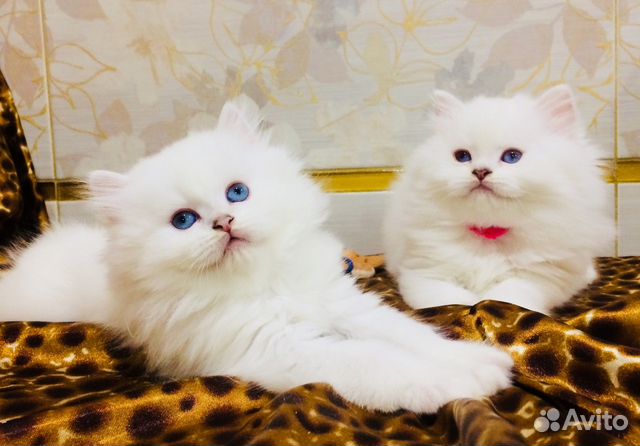 Шиншилла BLH ns 12 33;BRI ns 11 33;BRI ny 11 33