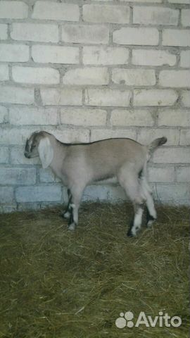 Коза нубийская