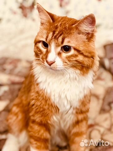 Рыжий котик в добрые руки