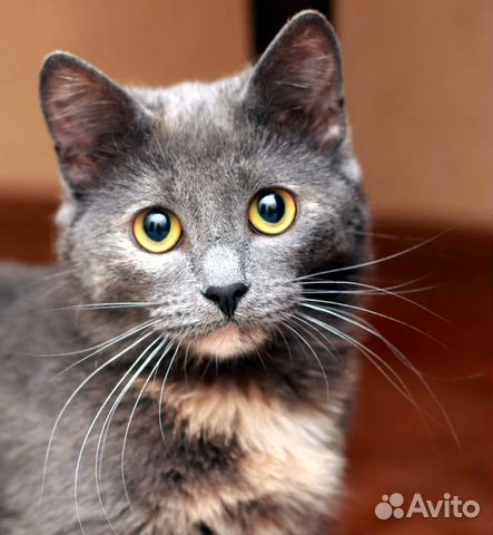 Малышка Бонечка ищет дом