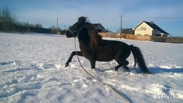 Шетленский пони