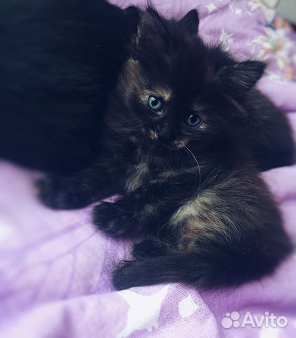 Котёнок бомбейки в добрые руки