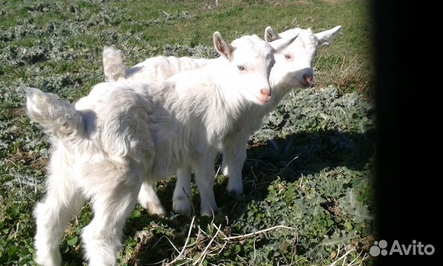 Коза с козлятами