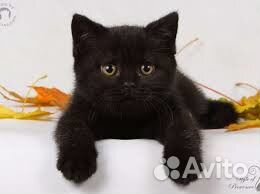 Британские мини пантерки