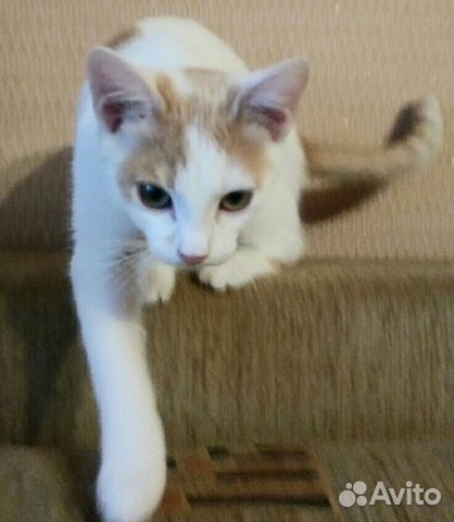 Рыжулькины в добрые руки