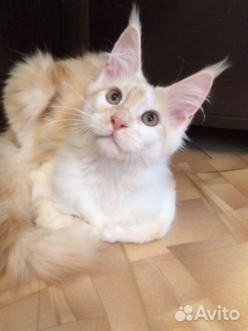 Профессиональный питомник предлагает