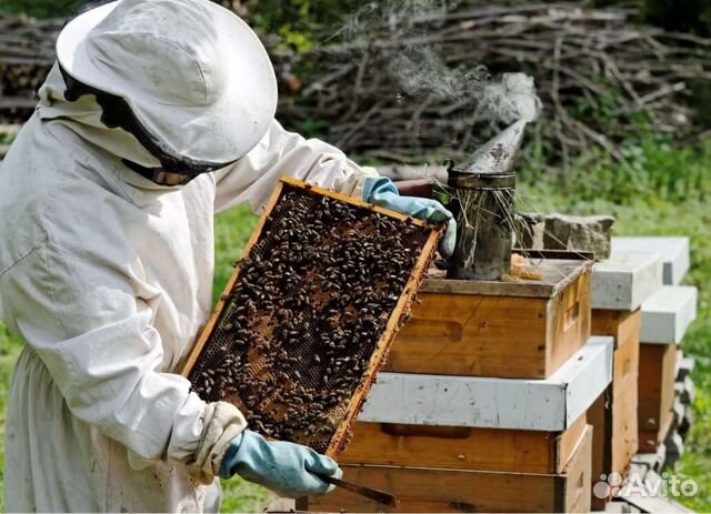 Продам пчёлосемьи с ульями