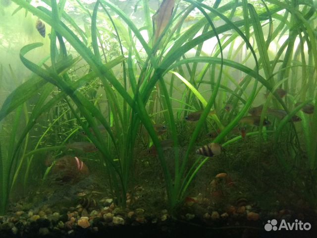 Оризиас вовора (рисовая рыбка)