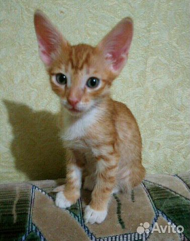 Рыжий Ушастик в добрые руки