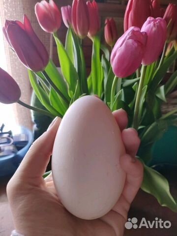 Яйцо инкубационное: куриное, густное, утиное