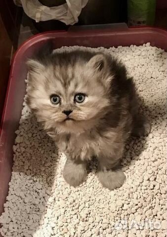 Персидские котята