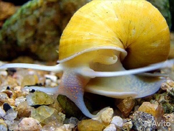 Улитки ампулярии