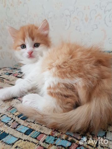 Котята хайлендфолд