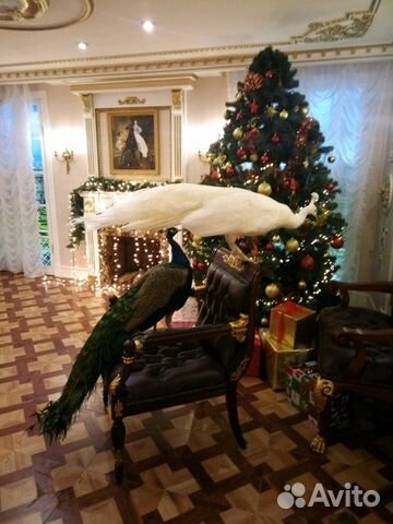 Белые павлины,пара