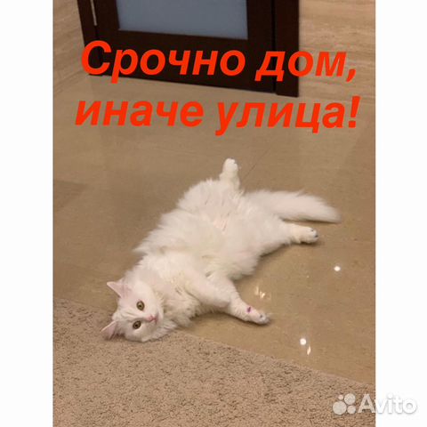 Домашняя кошка в добрые руки
