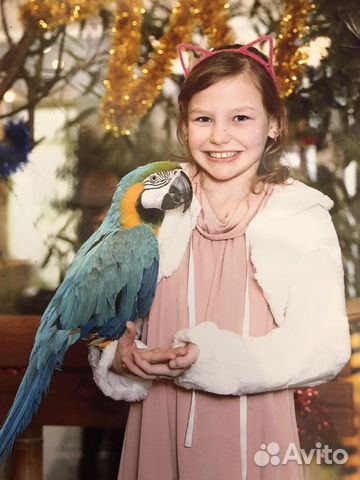 Попугай ара