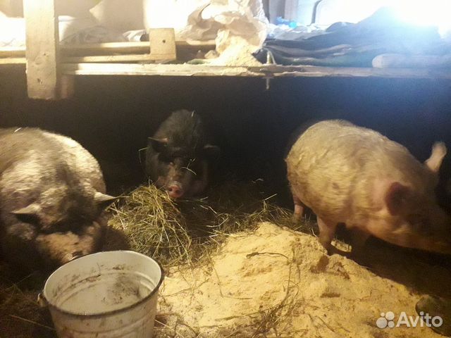 Вьетнамские поросята