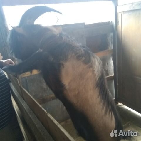 Чистопородный козел чешской породы, для вязки