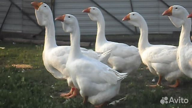 Холмогоры гуси-Заказ на гусят. Весна