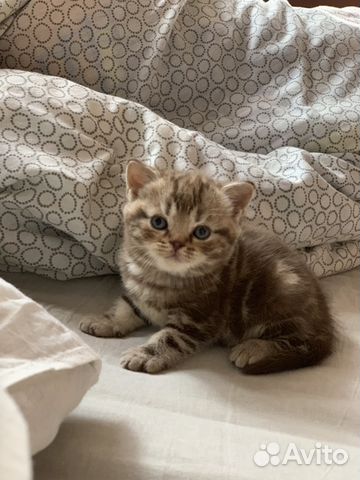 Шотландский ушастик