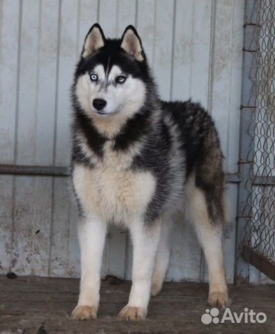 Хаски 3 года в связи с уменьшением питомника
