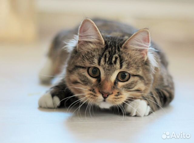 Котенок 8 месяцев Метис в самые заботливые ручки